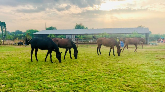 Horse Riding Clubs in Gurgaon - Hudle